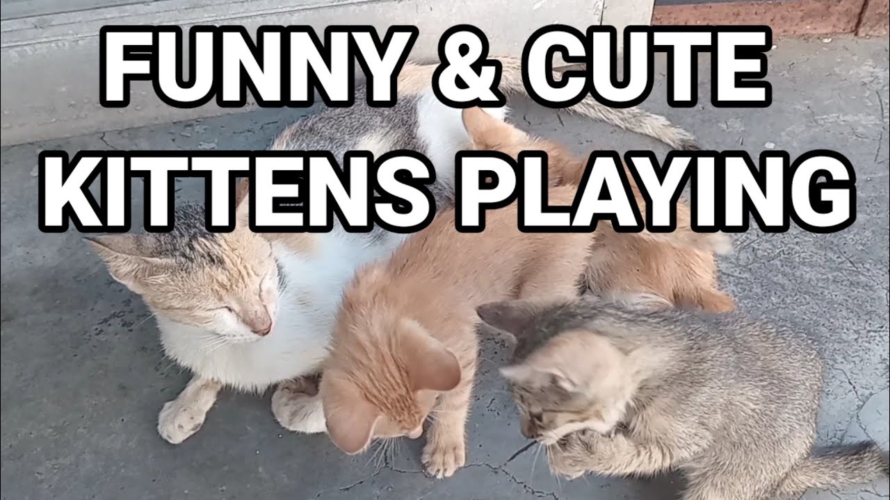 FUNNY & CUTE KITTENS ARE PLAYING - YouTube