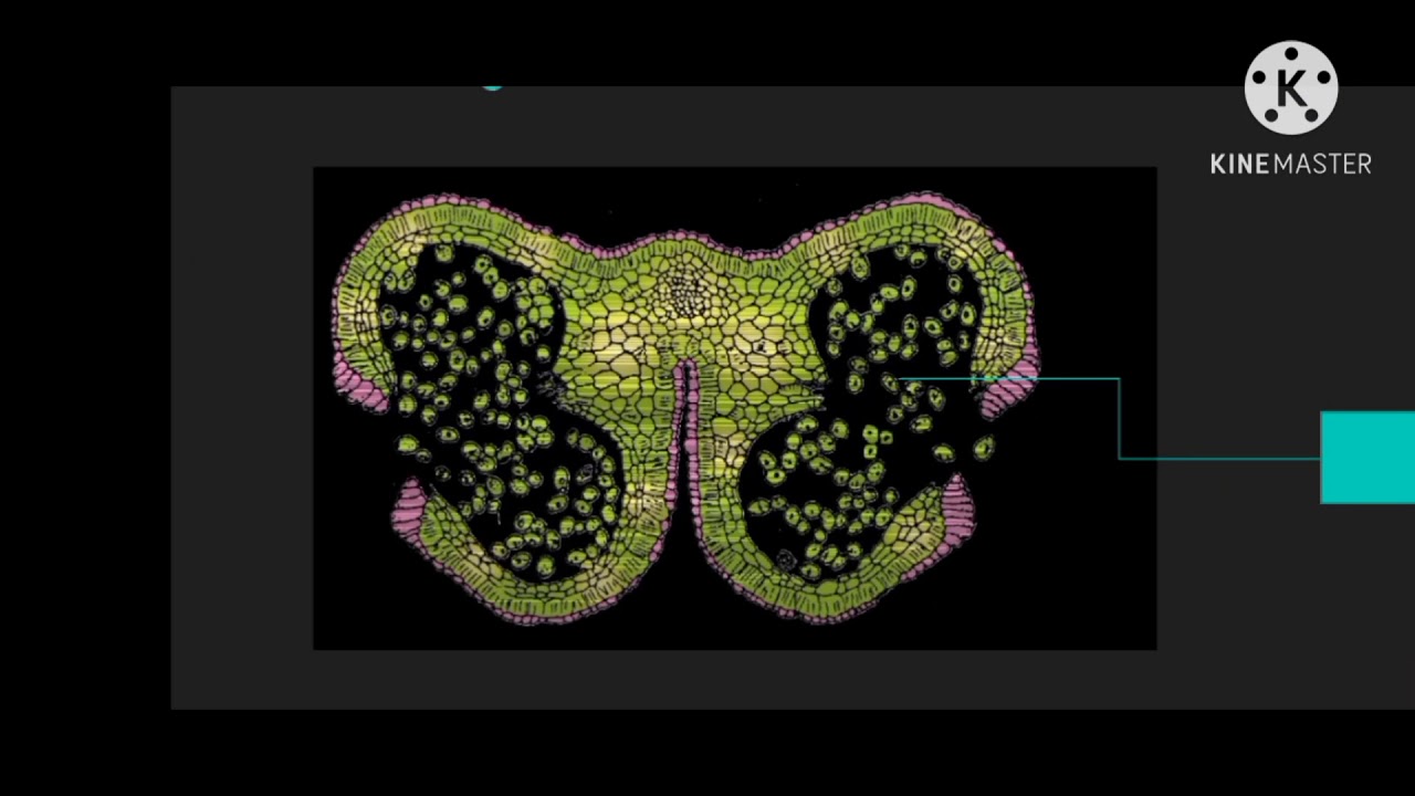 All about pollen grains.... Male reproductive organ of flower ...