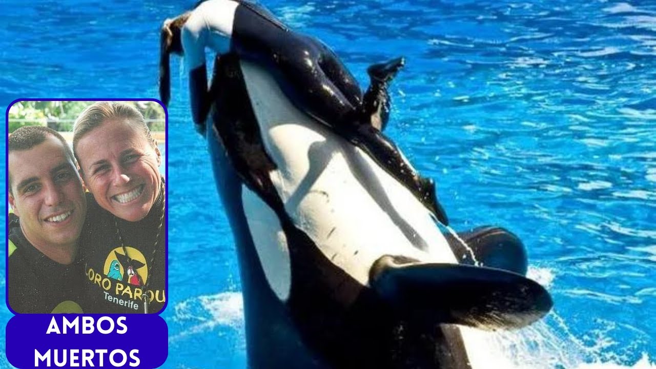 Ataques Mortales De Orcas A Humanos - YouTube