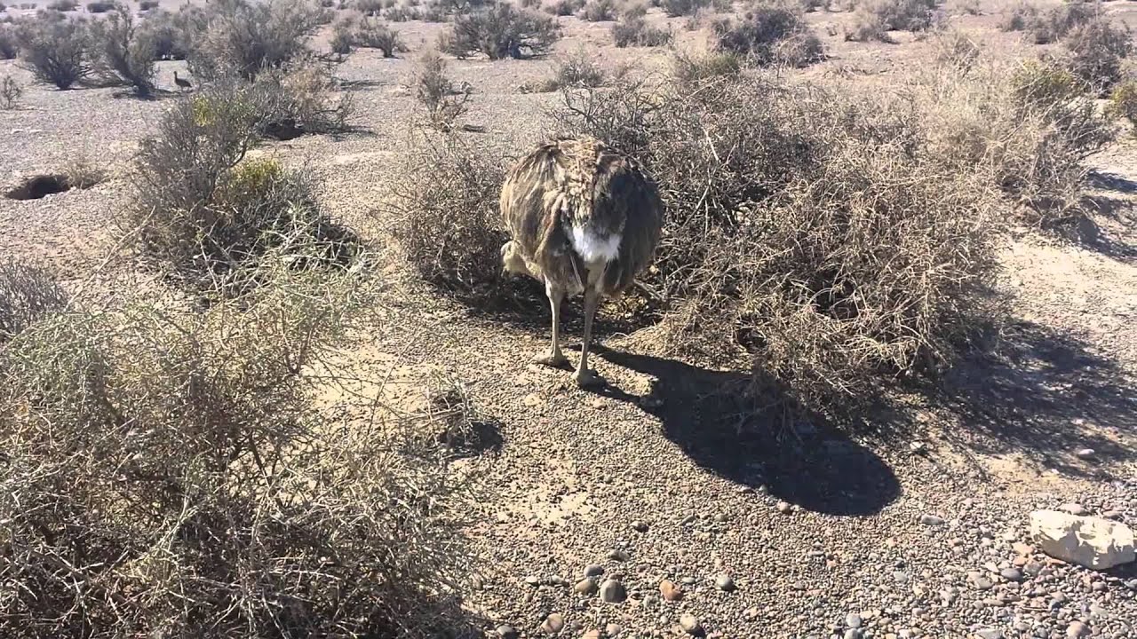 Rhea eating penguin carcass - YouTube