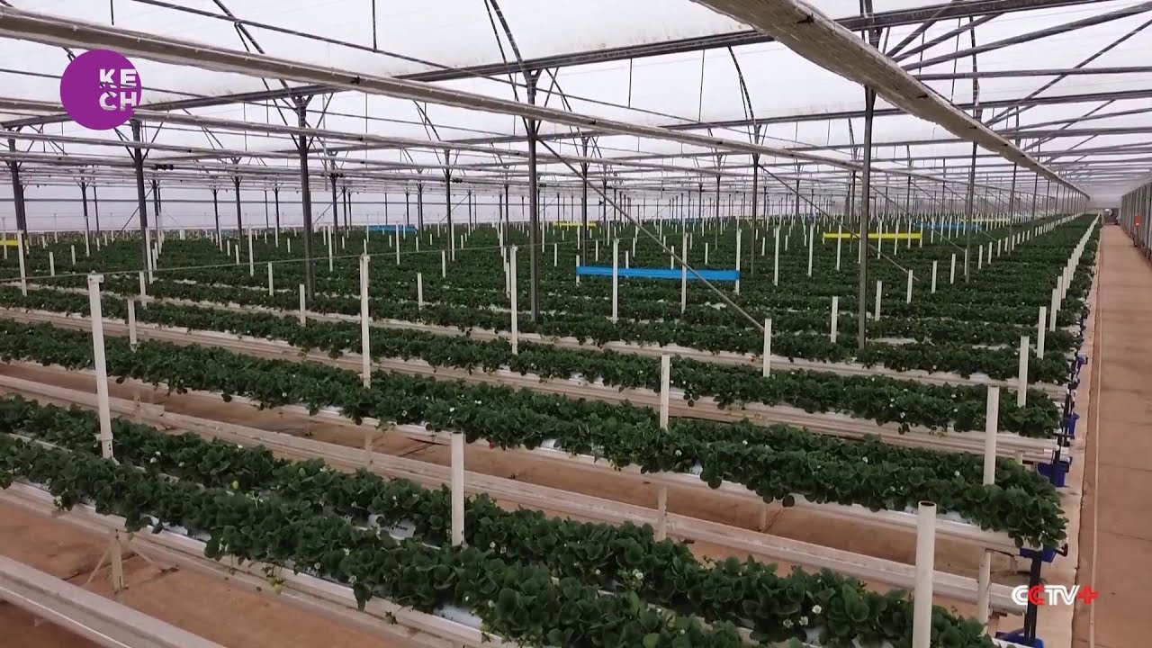South African Farm Uses Hydroponic Method to Grow Strawberries - YouTube