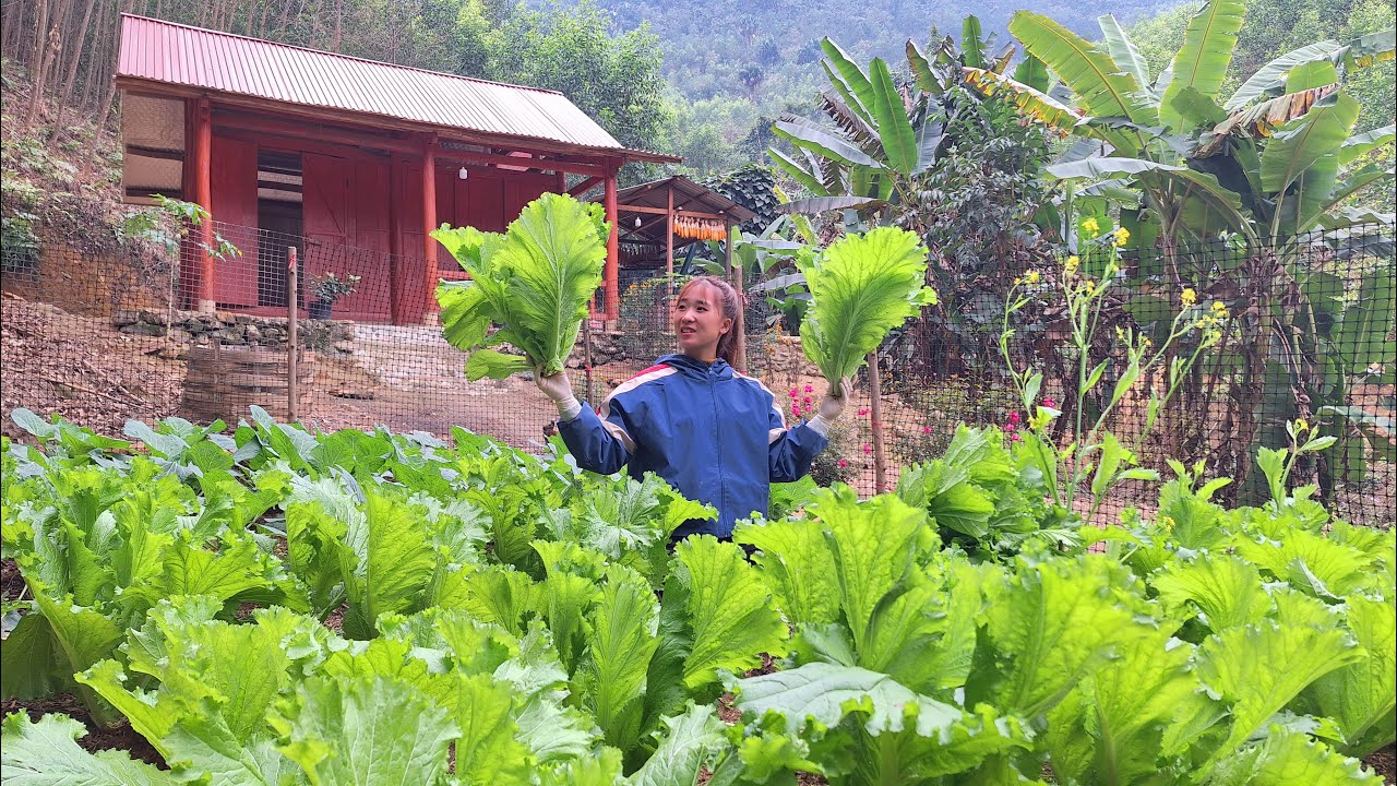 Harvesting vegetables. How to salt vegetables to preserve them for a ...
