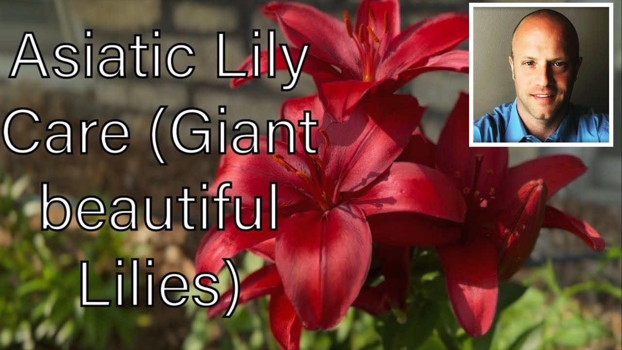 Asiatic/Fire Lily Plant Care for Giant 6 Foot Tall Lilies - YouTube
