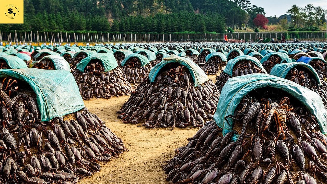 Amazing Scorpion Farming in China For Venom and Food - Scorpion Harvesting and Processing - YouTube