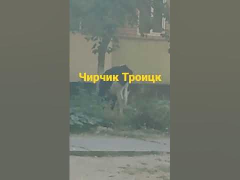 Чирчик троицк - YouTube