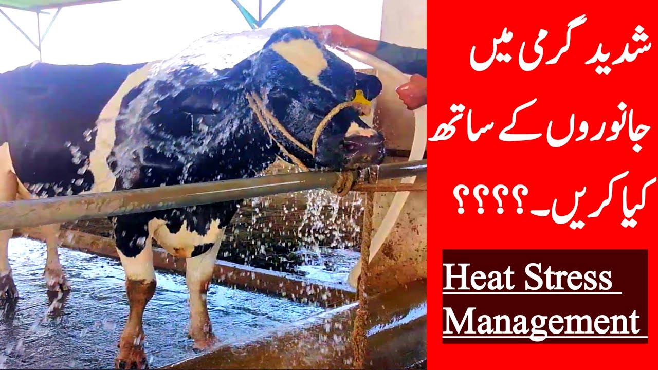 Heat Stress Management in Dairy Animals//Heat Stress//Dairy Farm ...