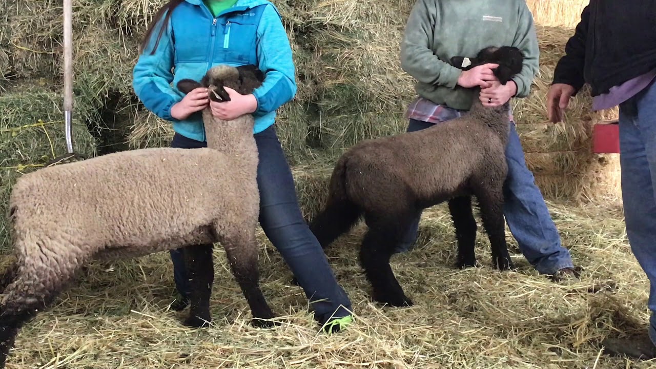 Lamb Selection - YouTube