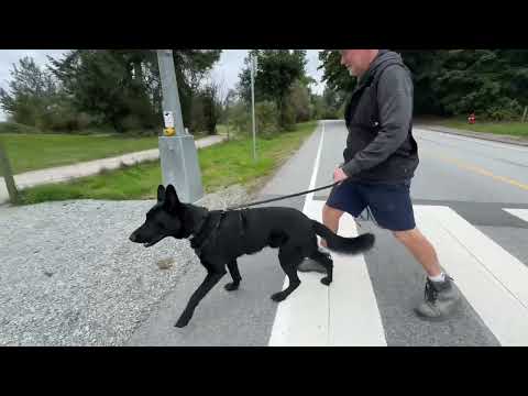 Sabre did a bit of man tracking this last weekend🐶🐾