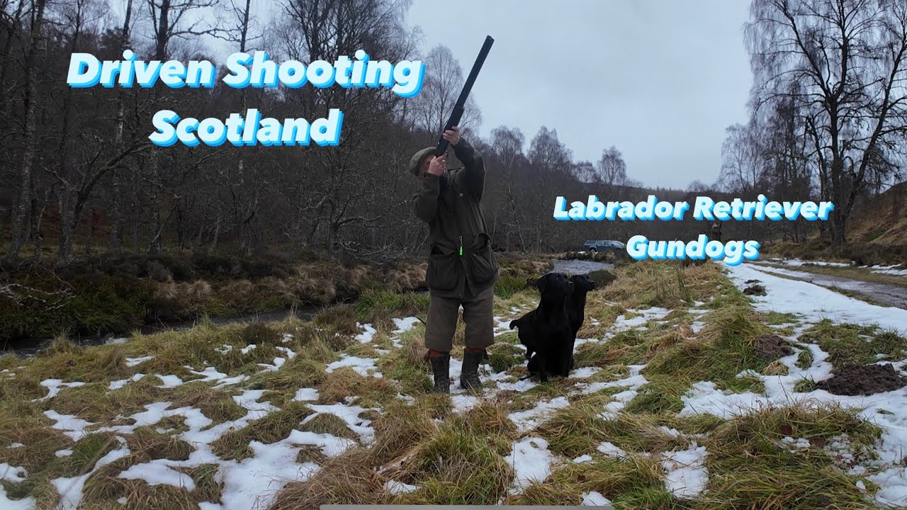 Driven Shooting Scotland 🏴󠁧󠁢󠁳󠁣󠁴󠁿 Labrador Retriever Gundogs Pheasant ...