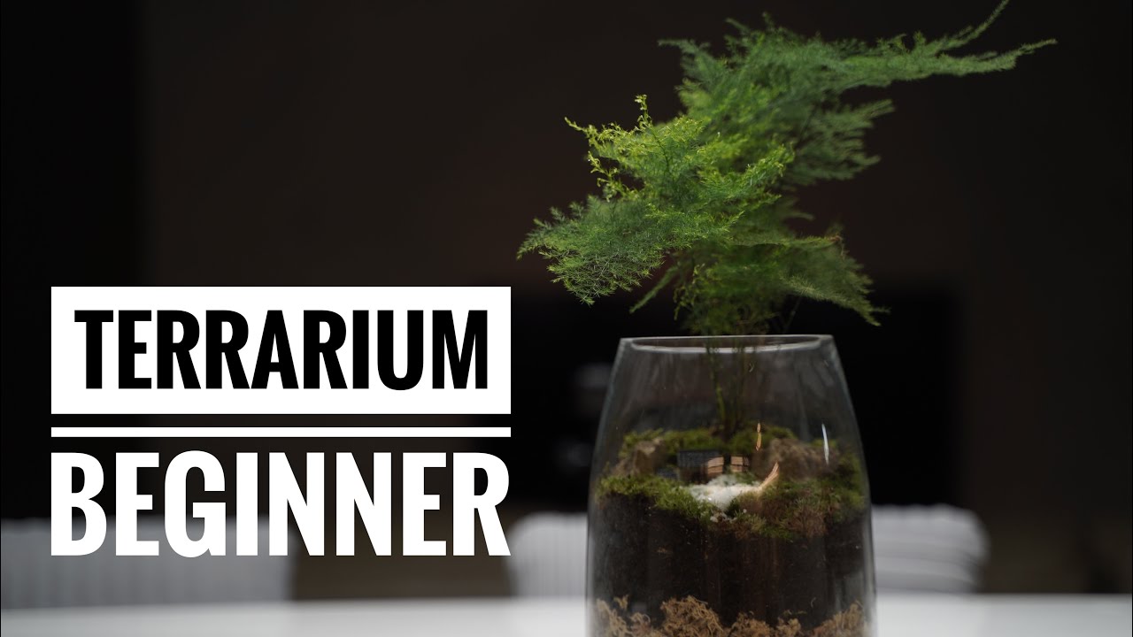 Terrarium | beginner level - YouTube