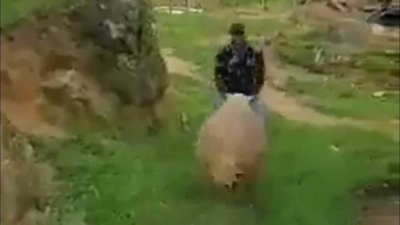 sheeper mario world - YouTube