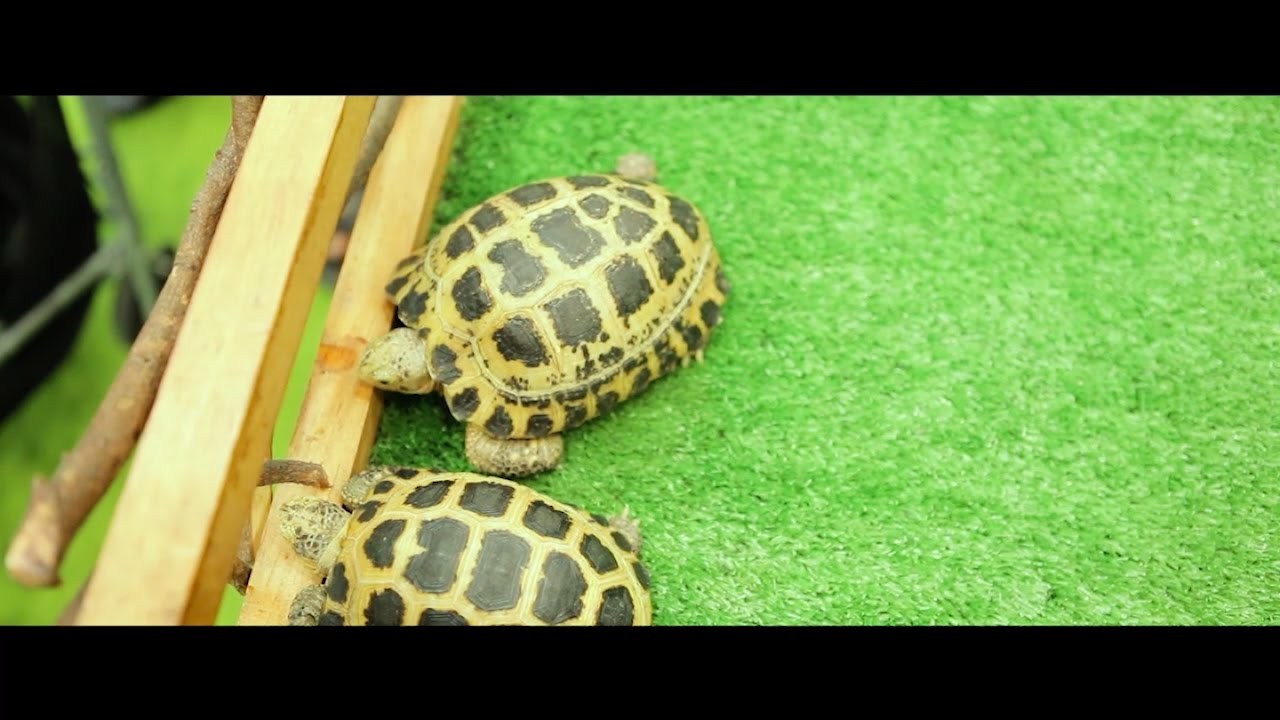 Indo Pet Expo 2016 Highlight - YouTube