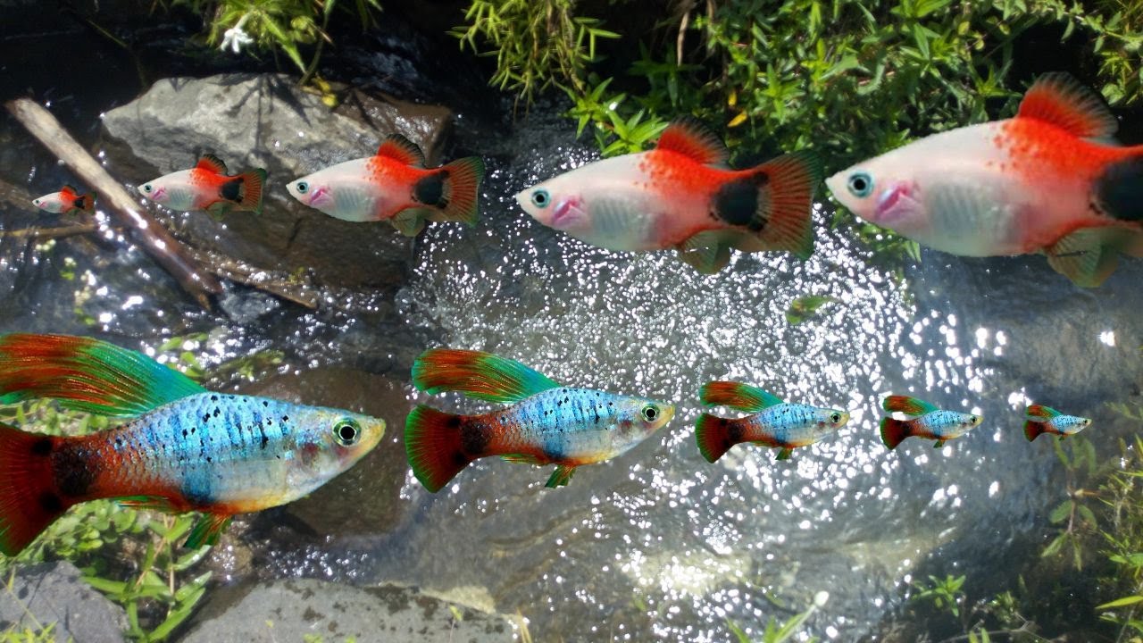 Move colour fish from the bucket to the aquarium red platy fish, black ...