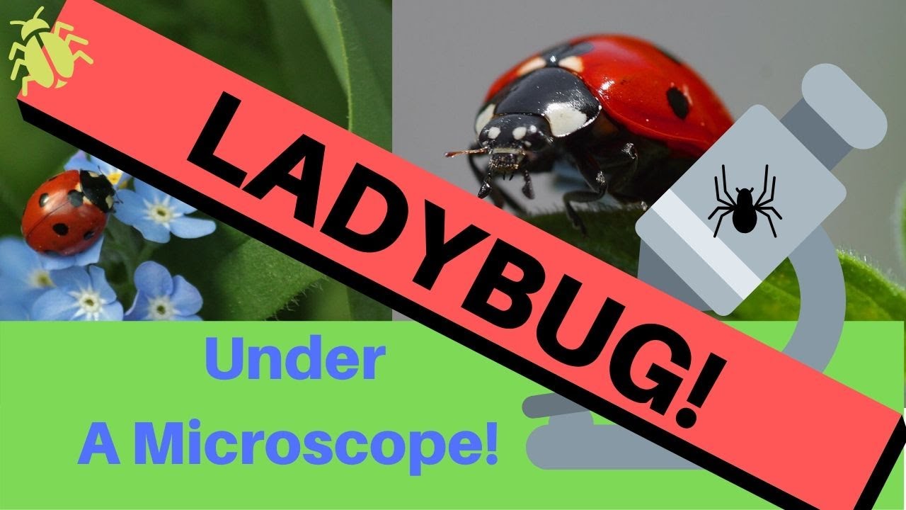 LADYBUG Under A Microscope! - YouTube