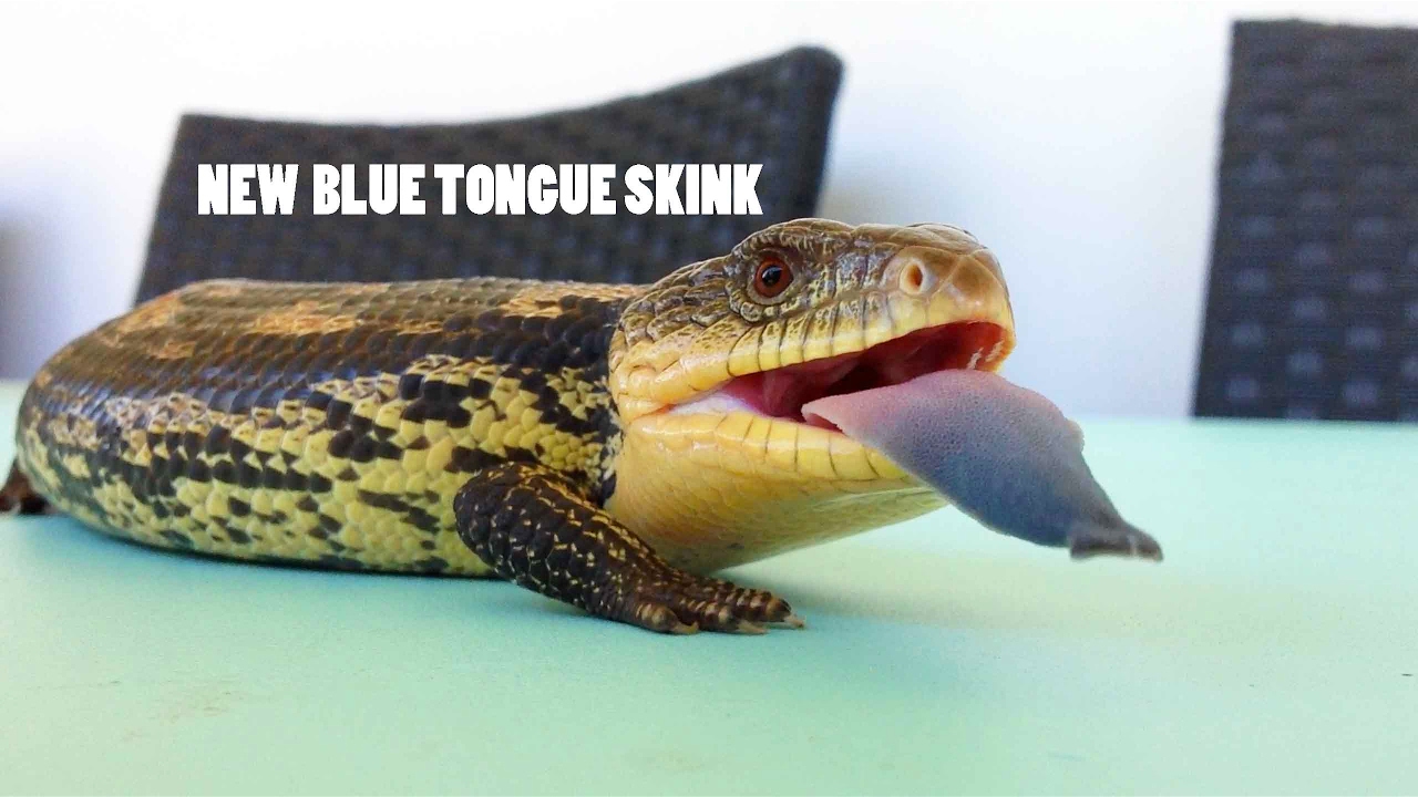Unboxing New Alpine Blotched Blue Tongue Skink! + awesome reptile ...