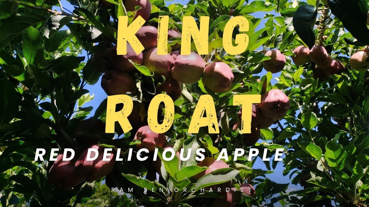 KING ROAT RED DELICIOUS APPLE ON SEEDLING TOP WORK ONE MONTH BEFORE ...