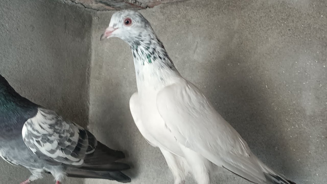 Sara Din Ura Hua Kabootar Pakra, Pure Golden B Pakra | Pigeons Biz | # ...