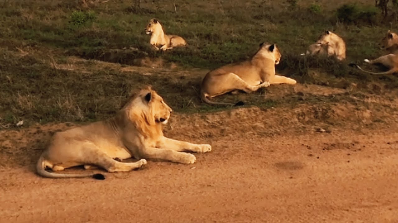 Monwana Lion Pride Healthy | Kruger | 29 November 2024 - YouTube