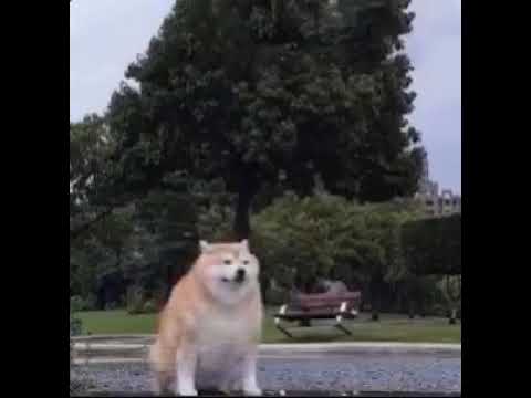 Fat doge reappears - YouTube