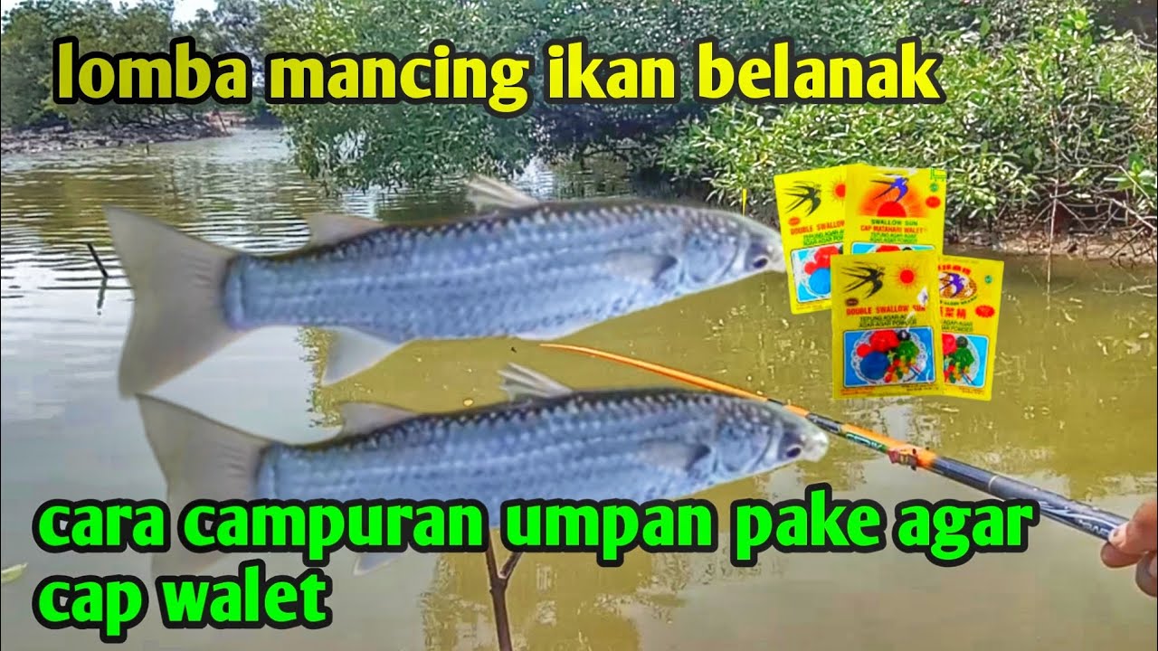 lomba mancing ikan belanak cara campuran umpan pake agar cap walet# ...