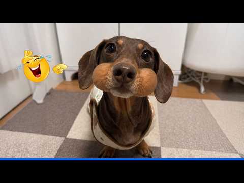 Most Hilarious Animals That Will Make You Laugh!😹💖