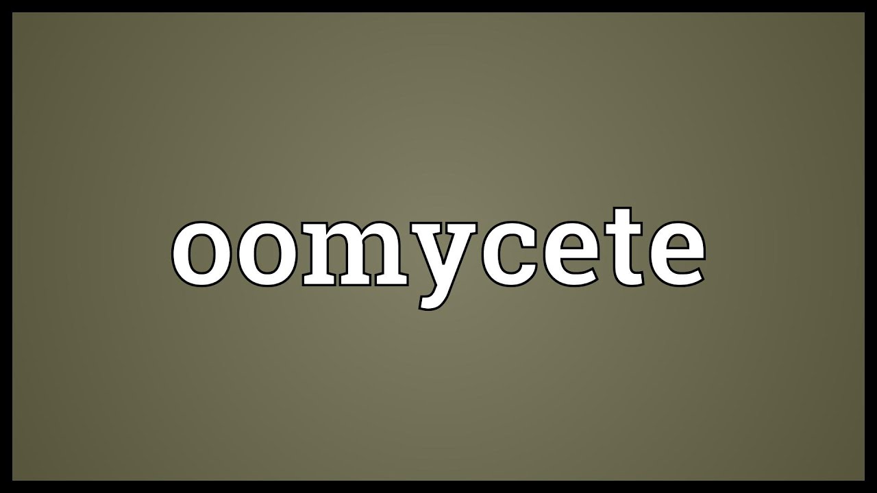 Oomycete Meaning - YouTube