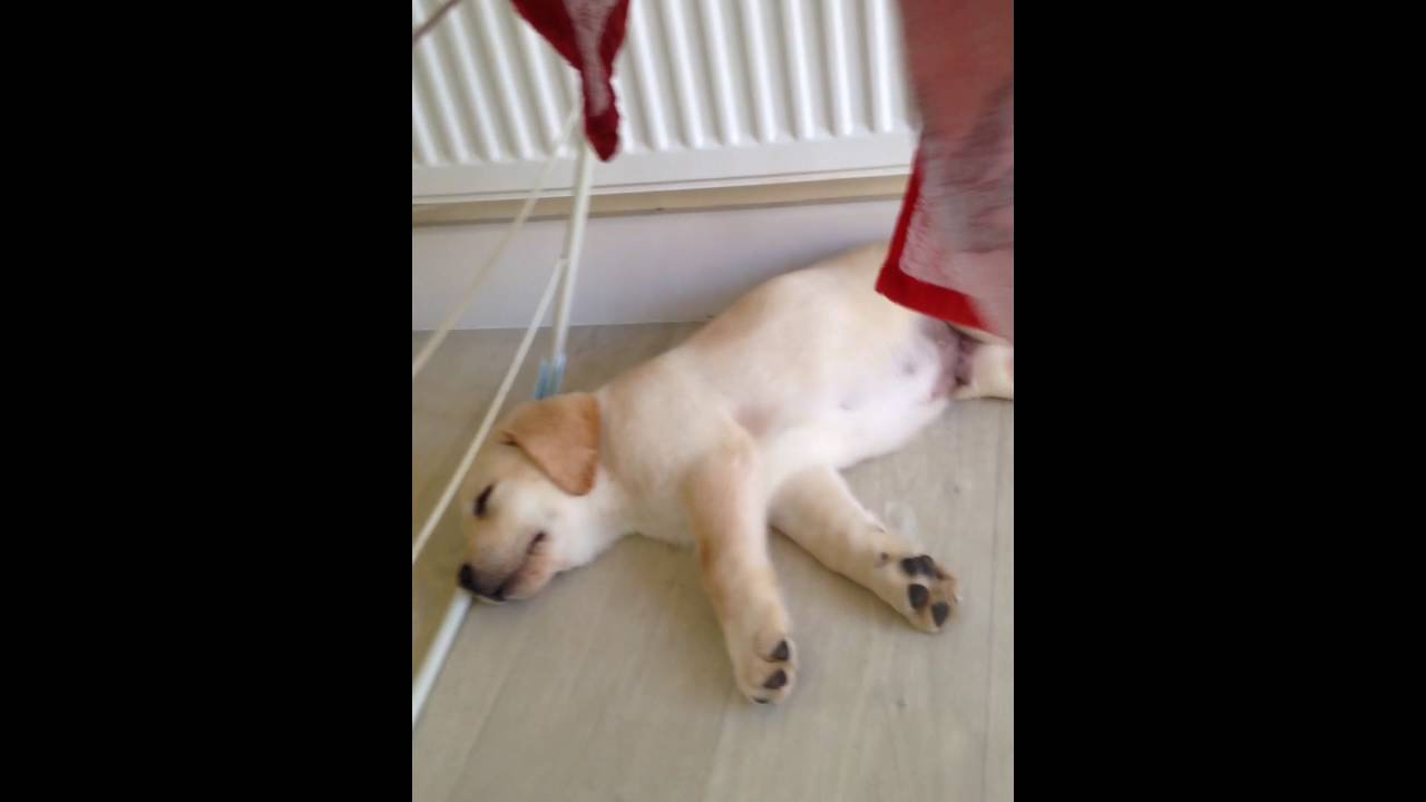 Cute golden Labrador puppy snoring & growling whilst dreaming in his ...