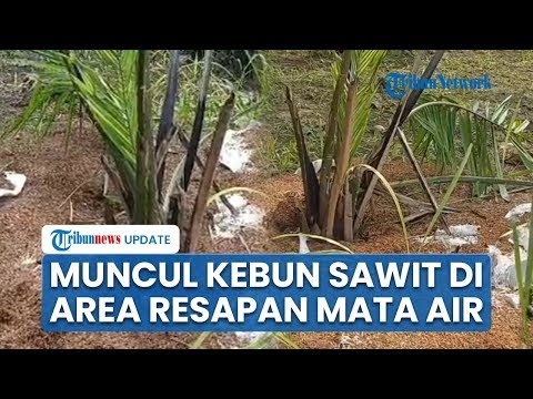 Viral Kebun Sawit Tiba-tiba Muncul di Kawasan Resapan Mata Air, Dinas Pertanian Cirebon Terkejut
