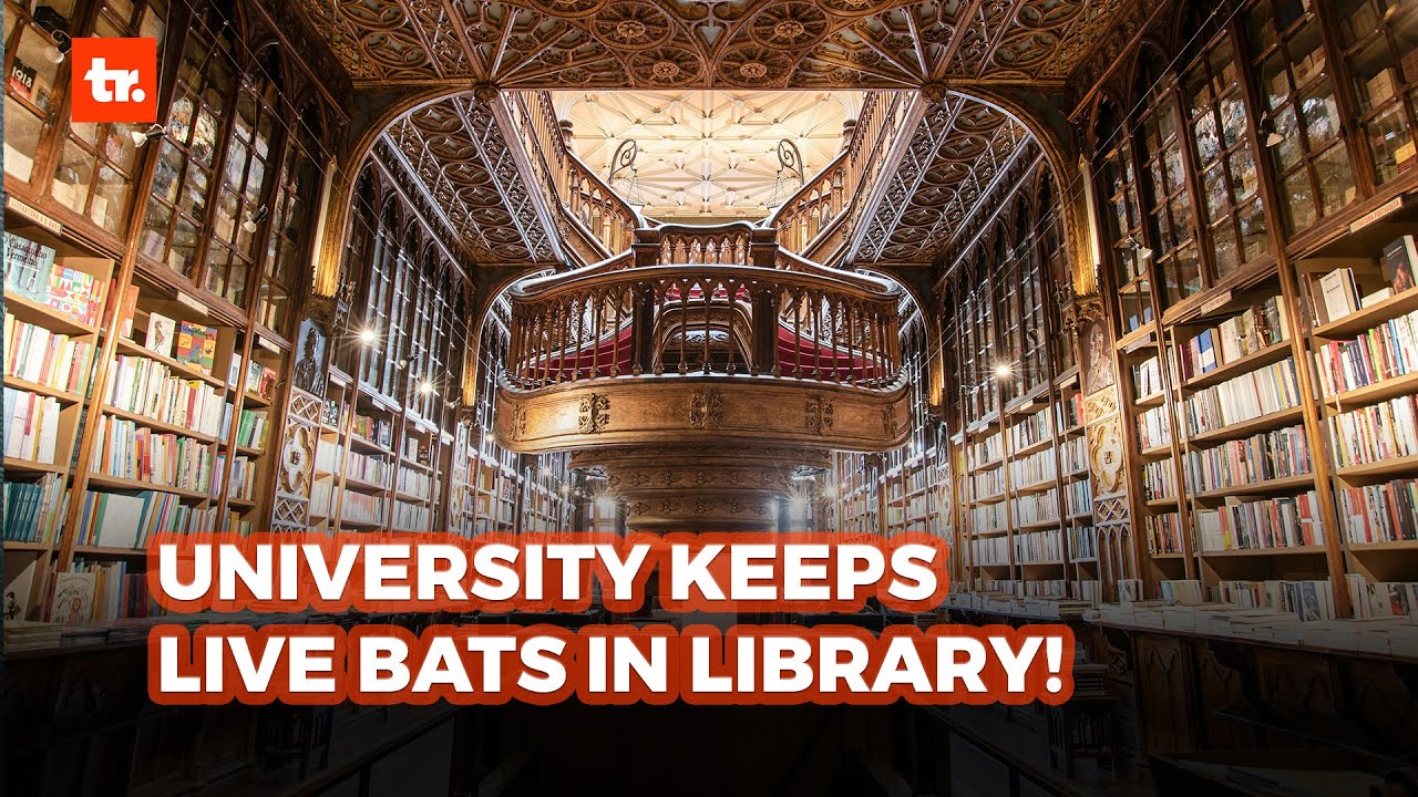 This University Keeps Live Bats In Its Library! - YouTube
