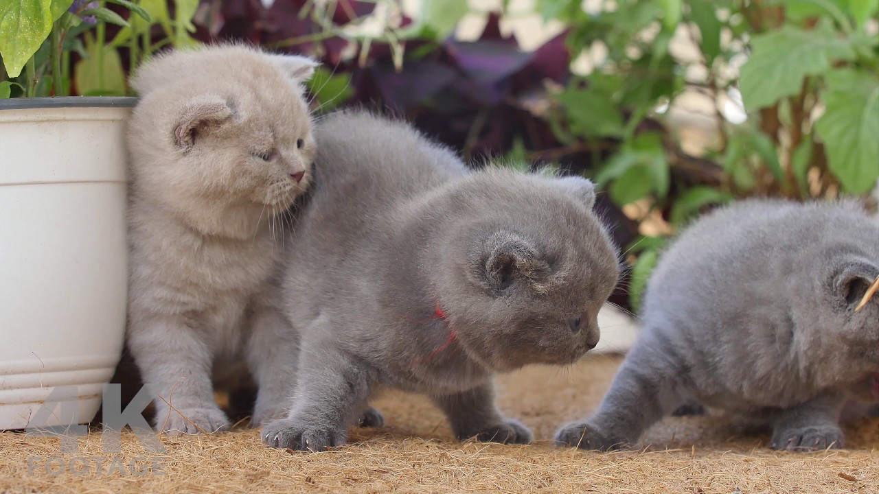 Adorabale Kittens Meowing and Playing Outside 4K - NO MUSIC - YouTube