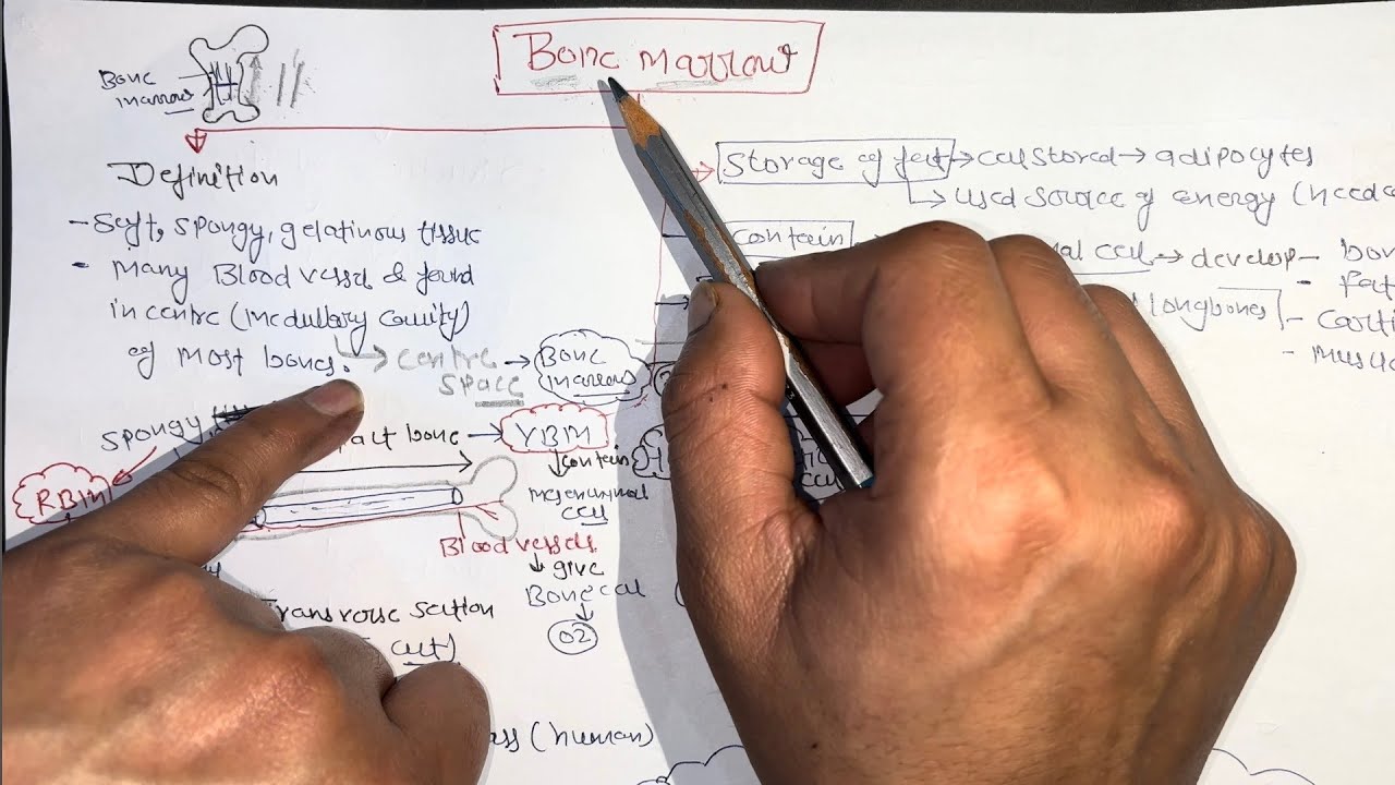 composition and function of bone marrow | physiology | Haemopoetic ...