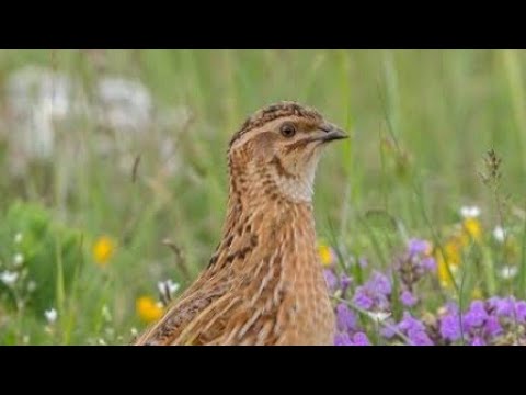 Batair Key awaz shikari l shikar batair video l New video batair 2022 l ...