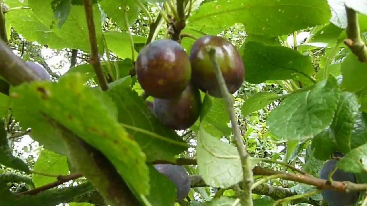 Shropshire Prune damsons ripening on the tree - YouTube