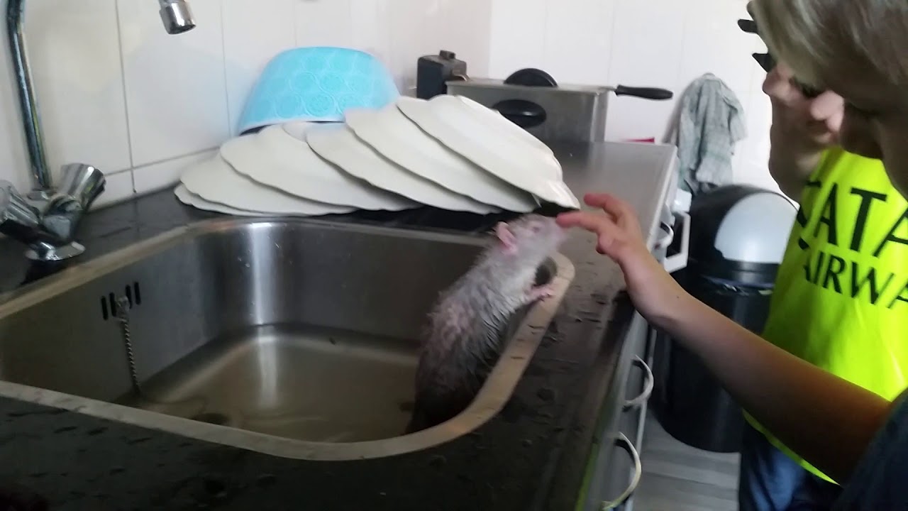 Ratje in batje - YouTube