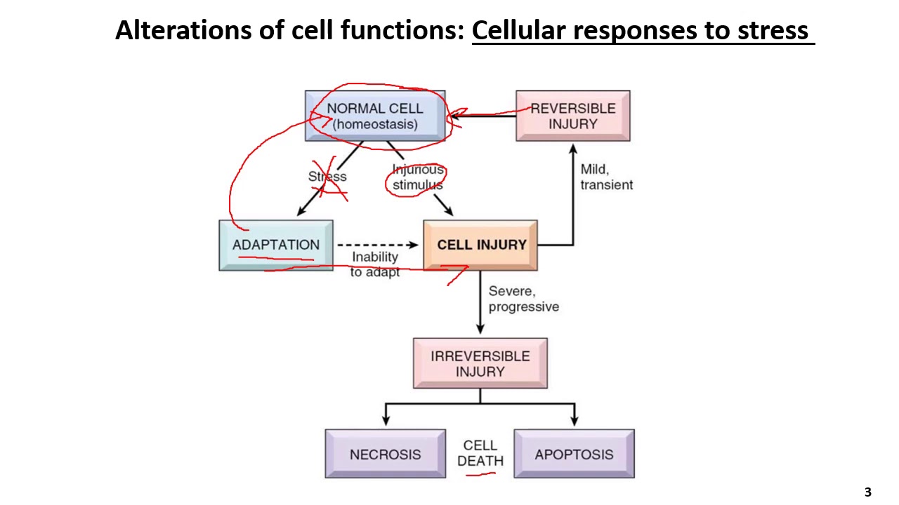 Chapter 01 Alterations of cell functions (Lecture 1) - YouTube