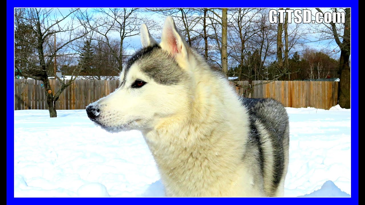 MEMPHIS THE TALKING HUSKY | Funny Talking Dog | Snow Dog Short 54 - YouTube