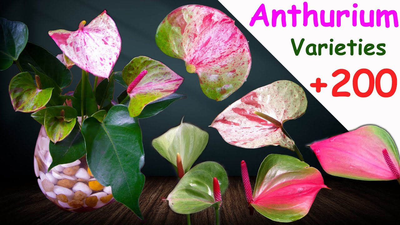 200 RARE ANTHURIUM SPECIES - YouTube