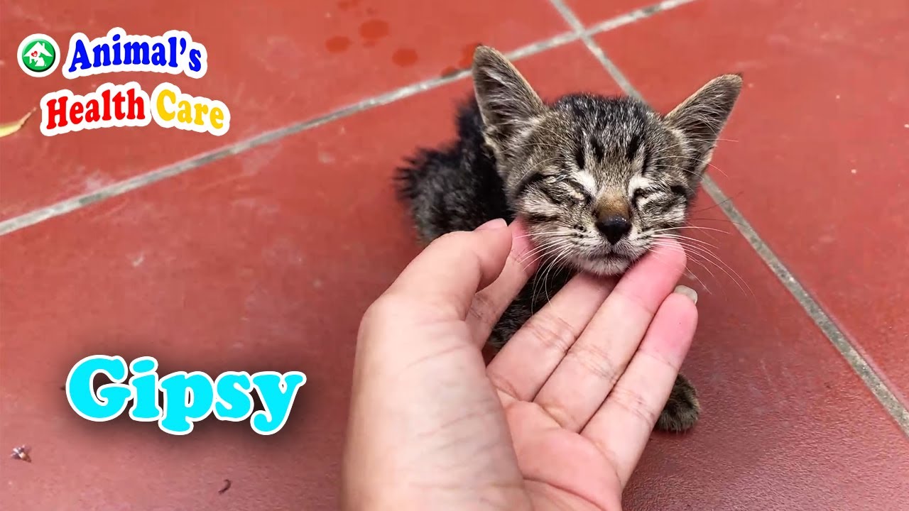 Rescue a poor and very weak kitten – His eyes could’nt open to this ...