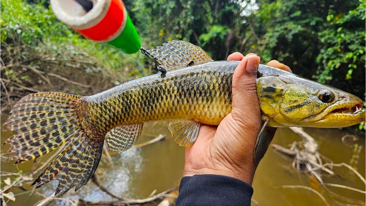 Roadside Fishing in the Jungle (Wolffish: Hoplias Malabaricus - Pataka ...