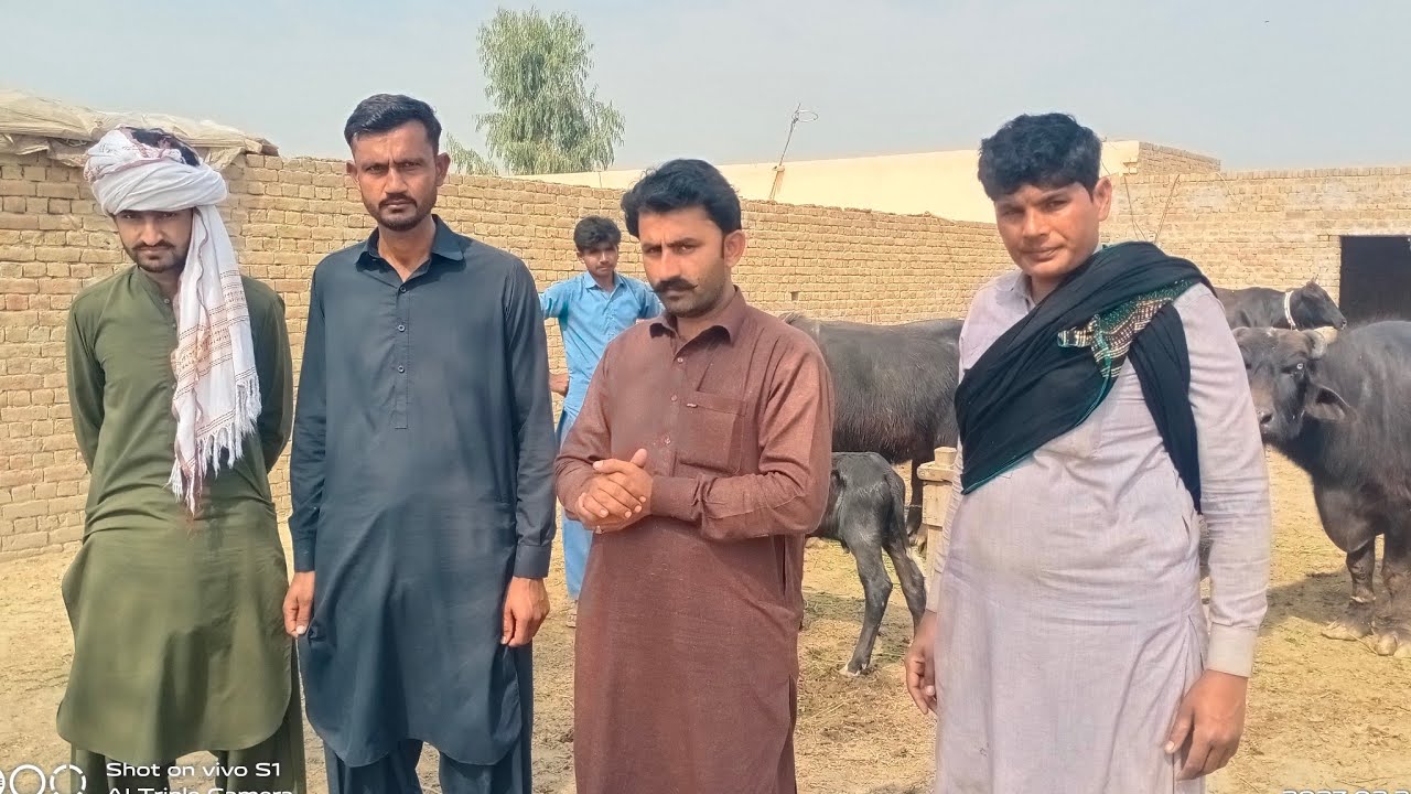 Pure Neeli Ravi Buffalo Pakpattan punjab TV -22-2-2023 - YouTube