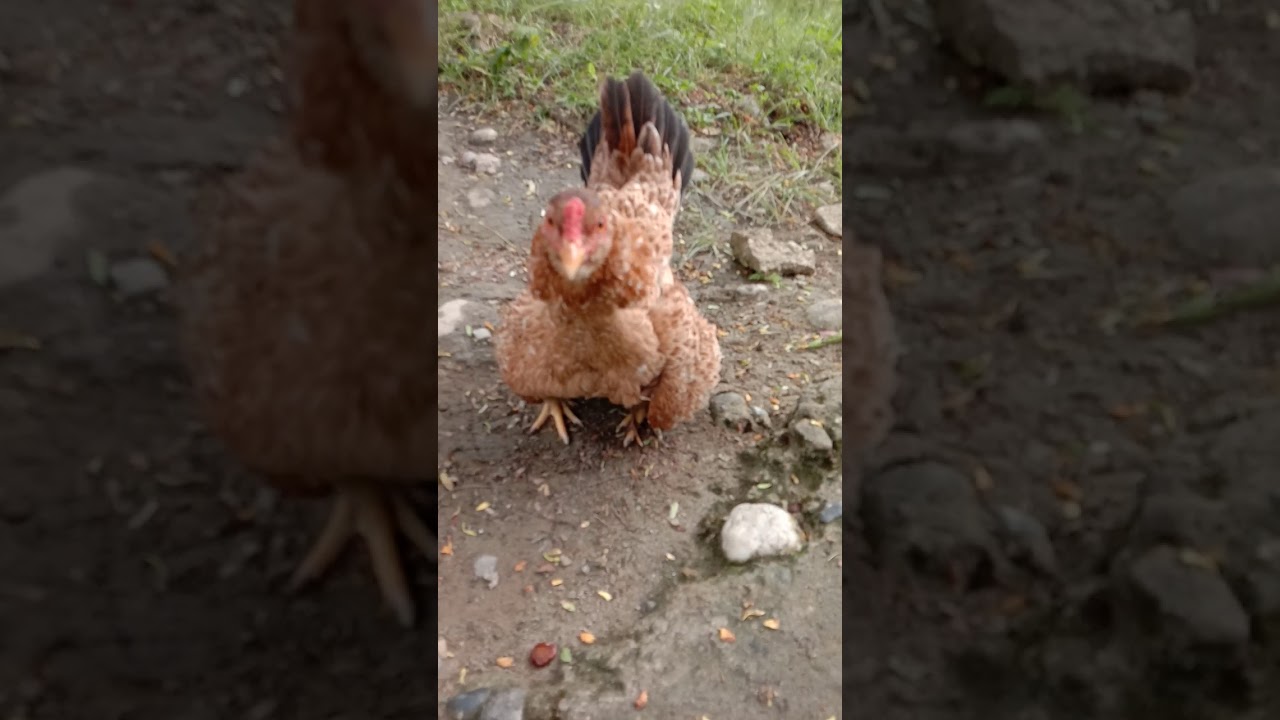 Induk Ayam yang slalu melindungi anak a😎😎 - YouTube
