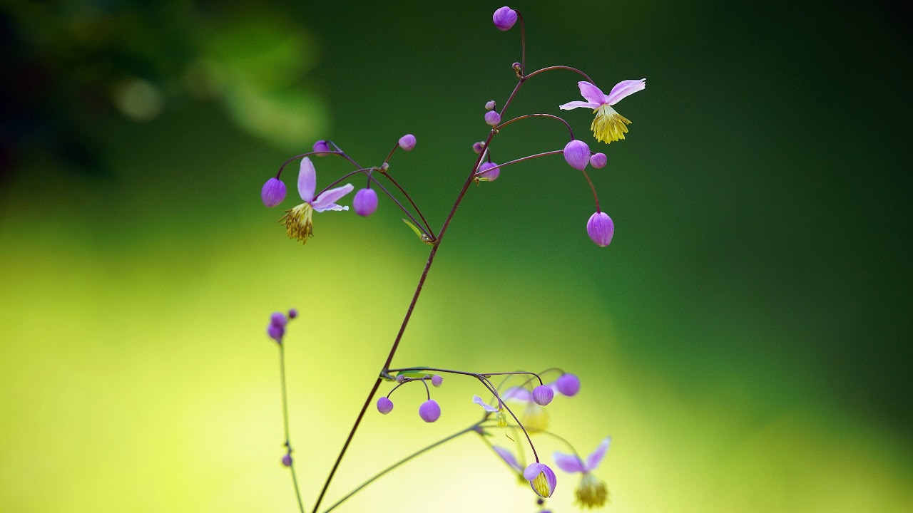 Raag Todi - Abhaya Narayan Mallick - Dhrupad - YouTube