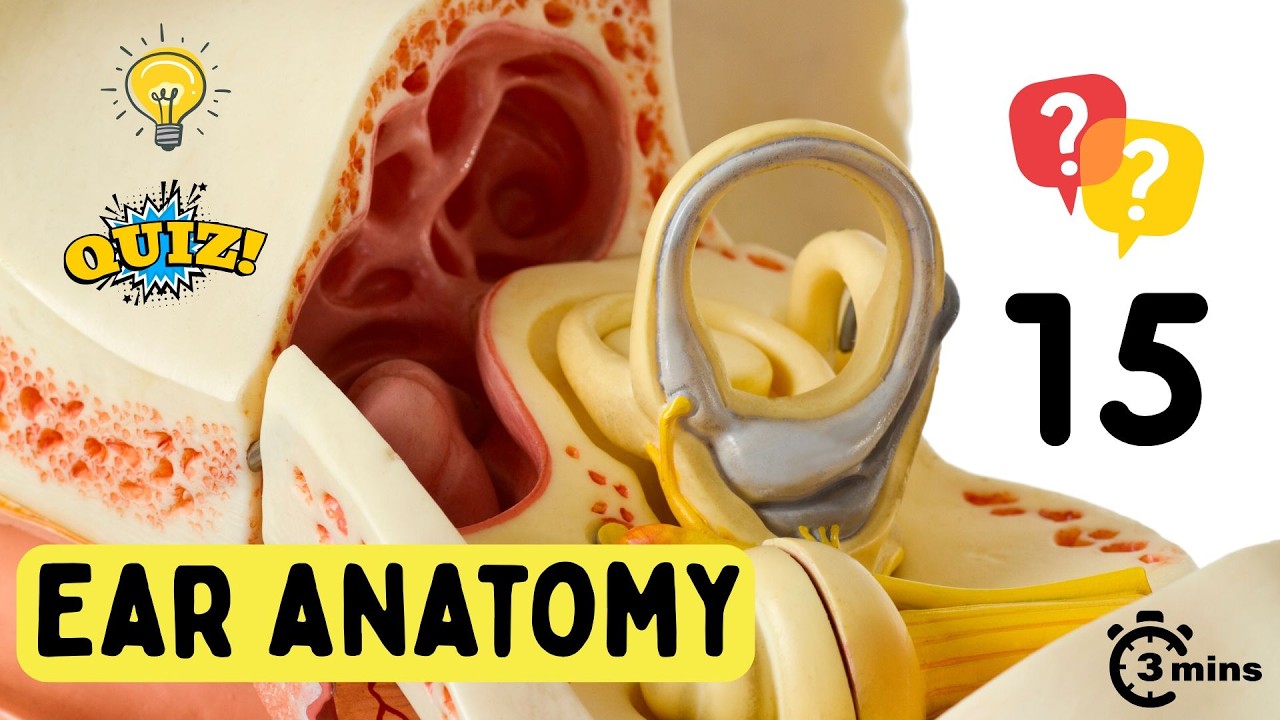 Ear Anatomy Trivia Quiz|| Multiple Choice Quiz on Human Ear Structure ...