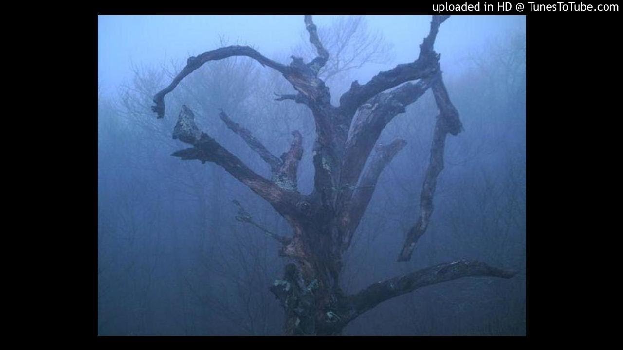 Tim Story - Trees Under Water - YouTube