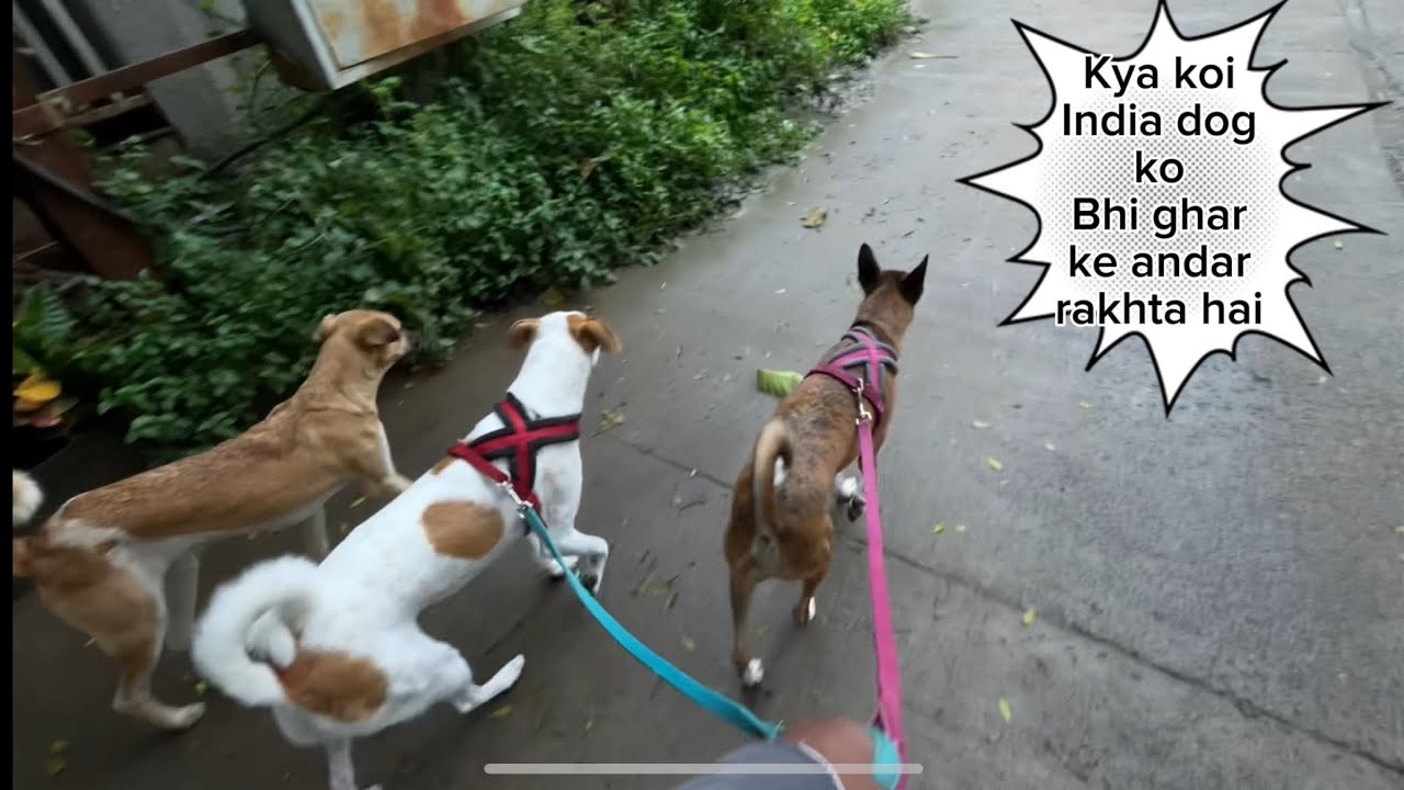 Indian dogs ko Pani kya Kya faide hote hai 😱#doglove #minivlog #dog # ...