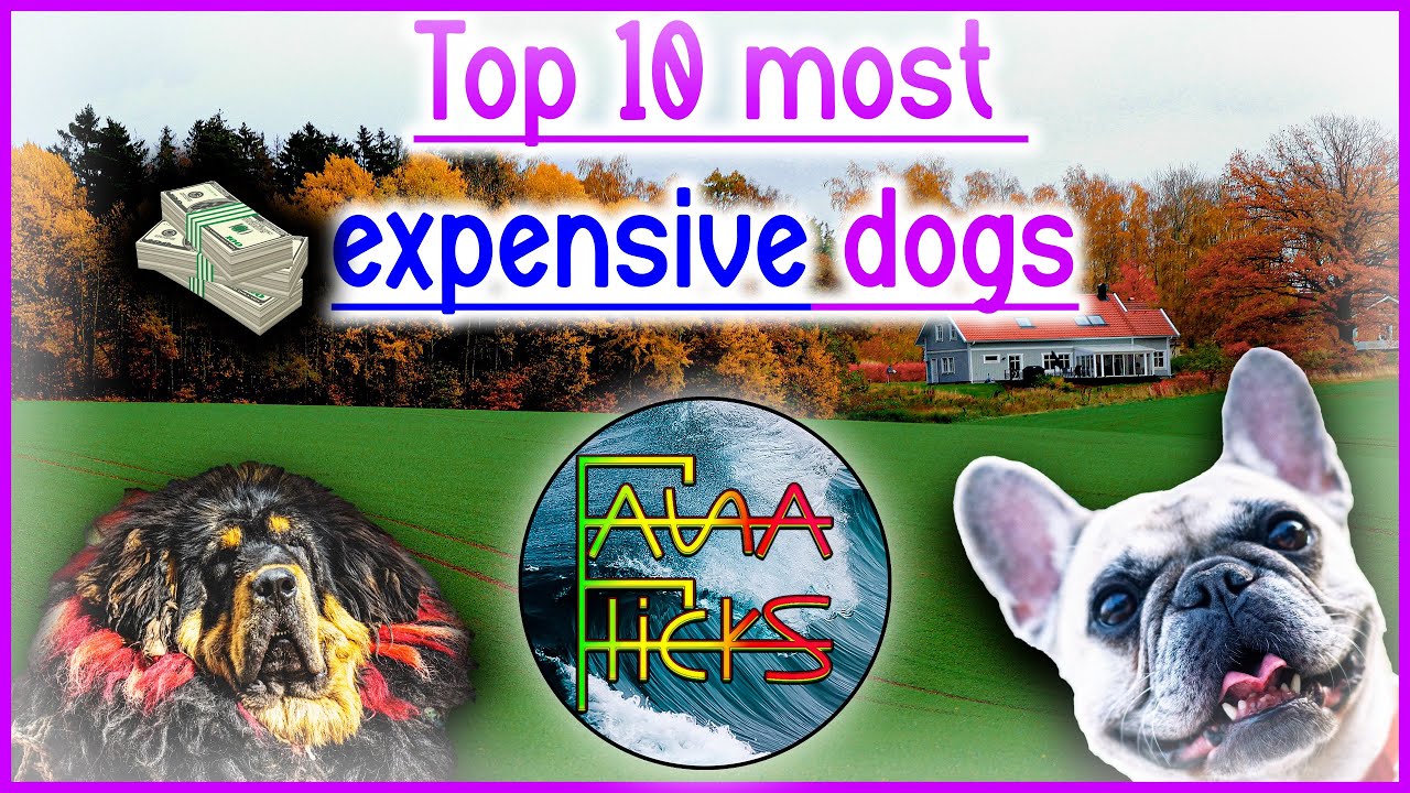 Top 10 Expensive dogs - YouTube