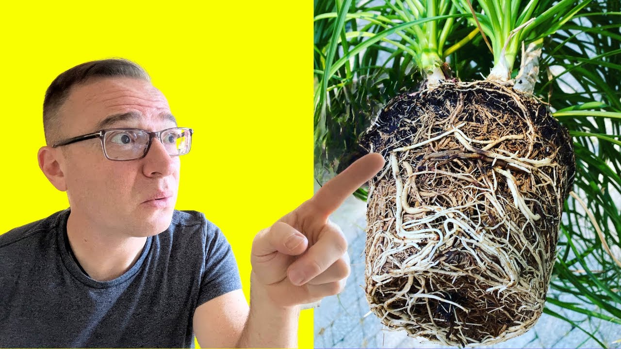 How to Repot Ponytail Palm: 3 CRITICAL STEPS YOU CAN'T MISS! - YouTube