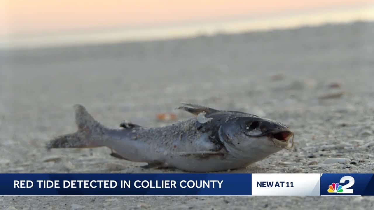 Red tide levels rise near Barefoot Beach and Marco Island - YouTube