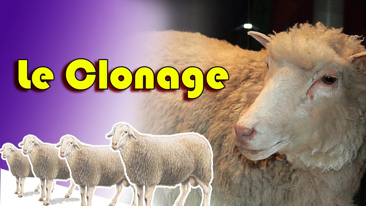 Le Clonage - l'hérédité chez l'Homme 2APIC - YouTube
