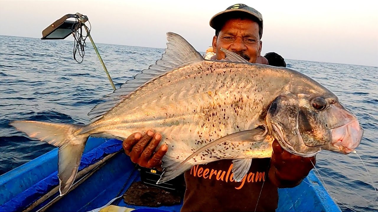 Catching Diamond Trevally, Long Nose Trevally & Blacktip Trevally in ...
